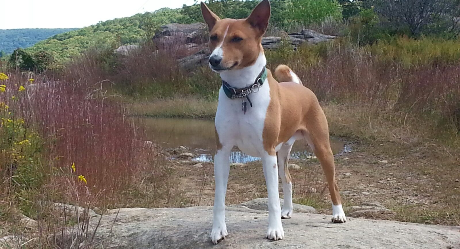 Our Dogs – Maringa Basenji