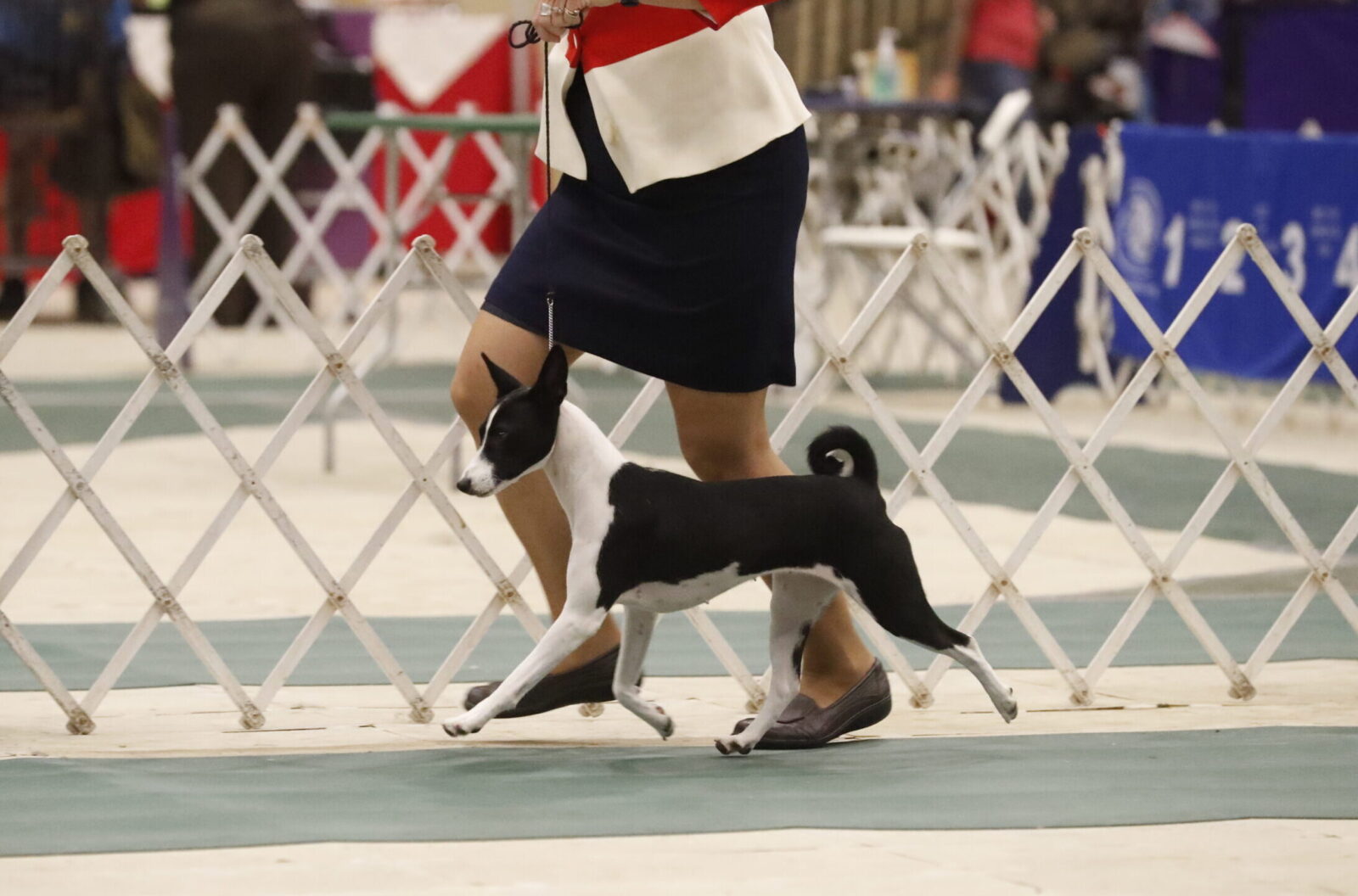 Gallery – Maringa Basenji