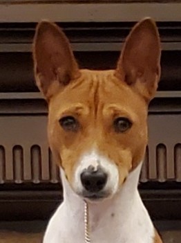 PARIS – Maringa Basenji