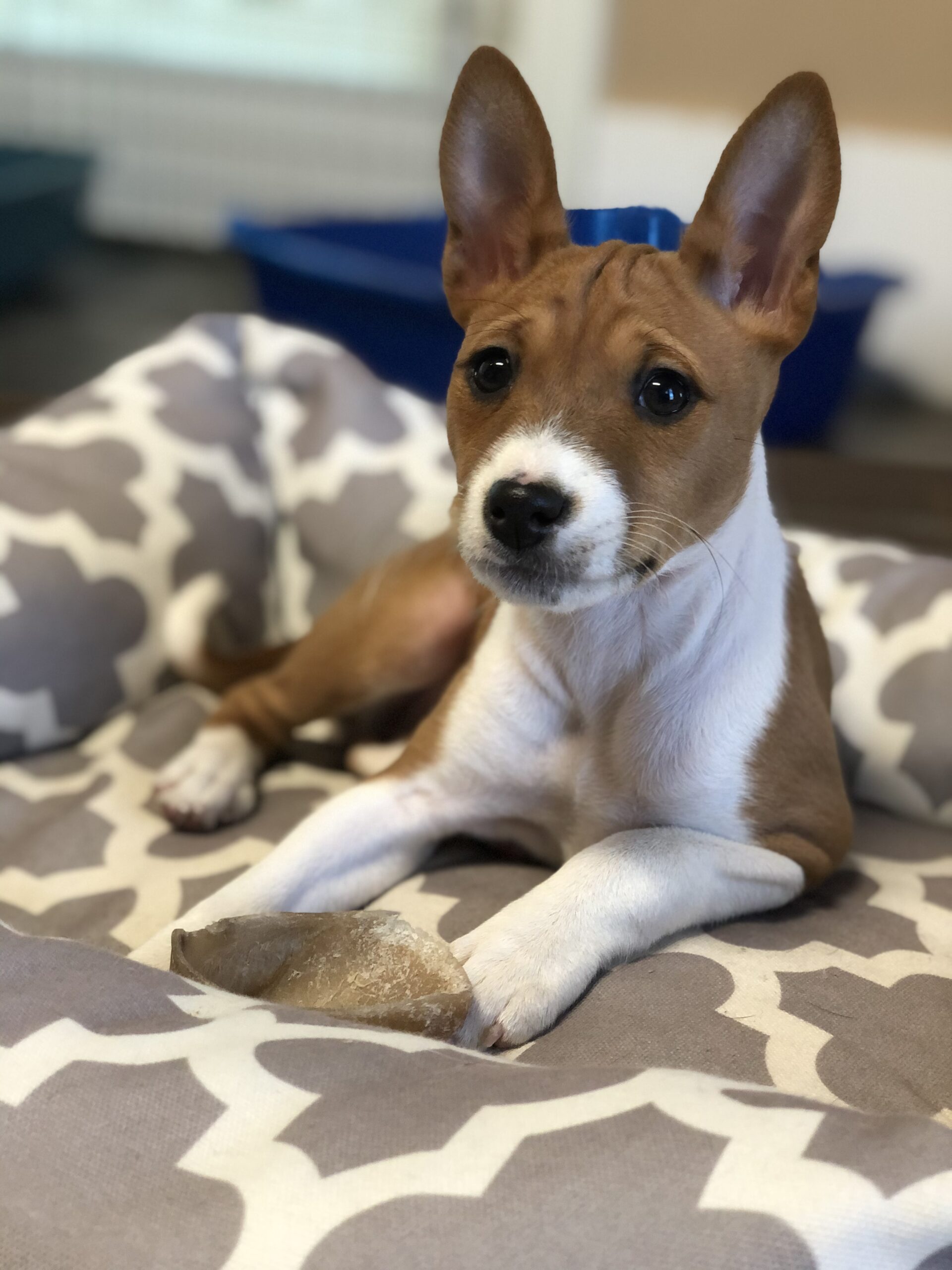 Gallery – Maringa Basenji