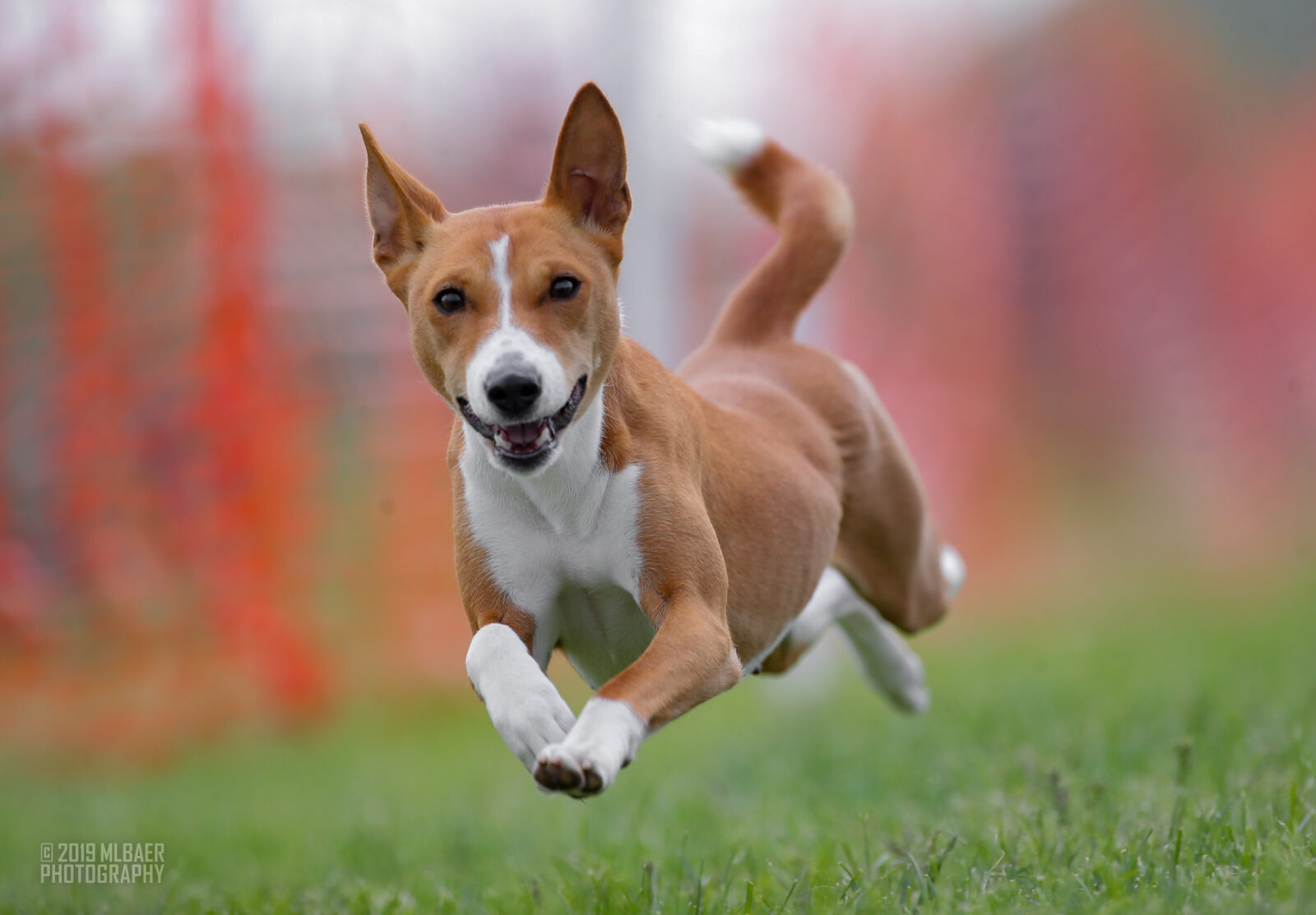 Gallery – Maringa Basenji